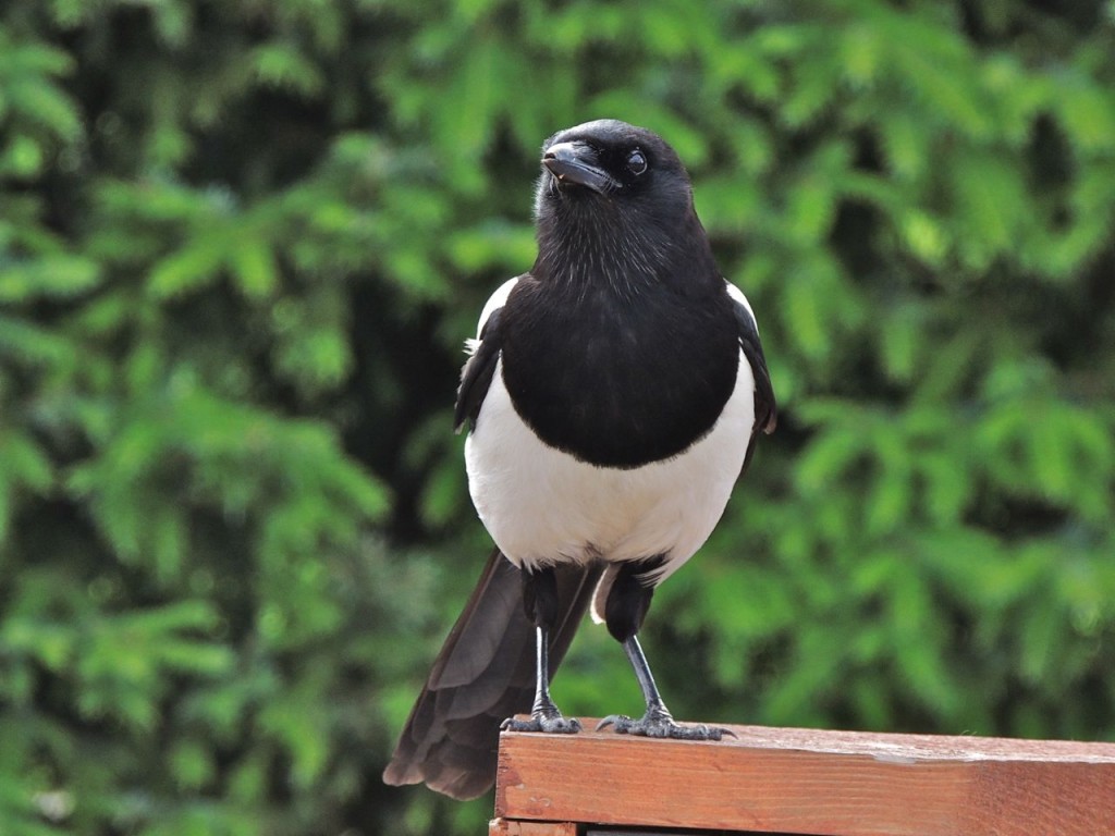 Thieving Magpie? – My Bird of the Day