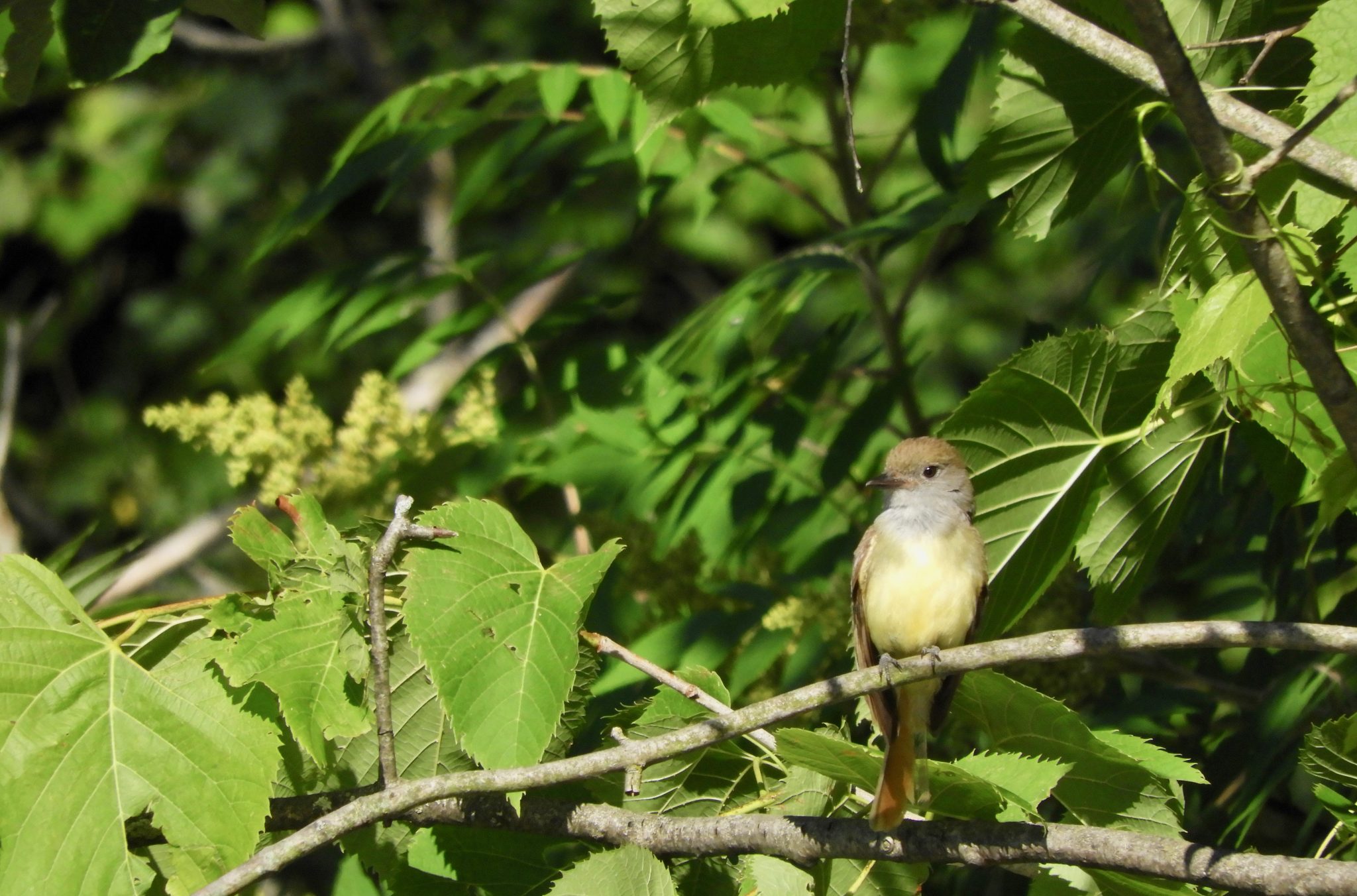 My Bird of the Day – Ontario Birds, Ontario Birding and my best bird of ...