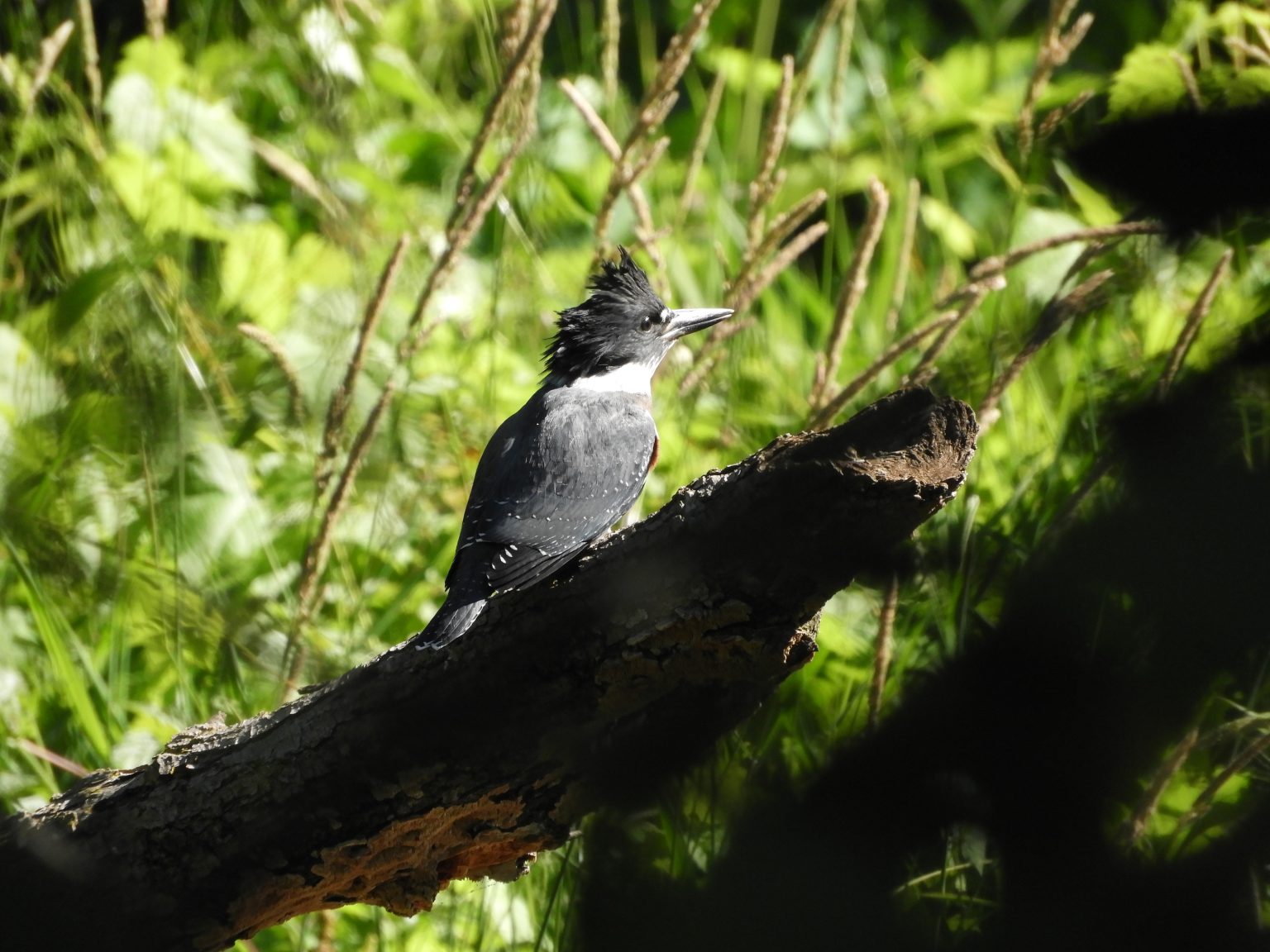 My Bird of the Day – Ontario Birds, Ontario Birding and my best bird of ...