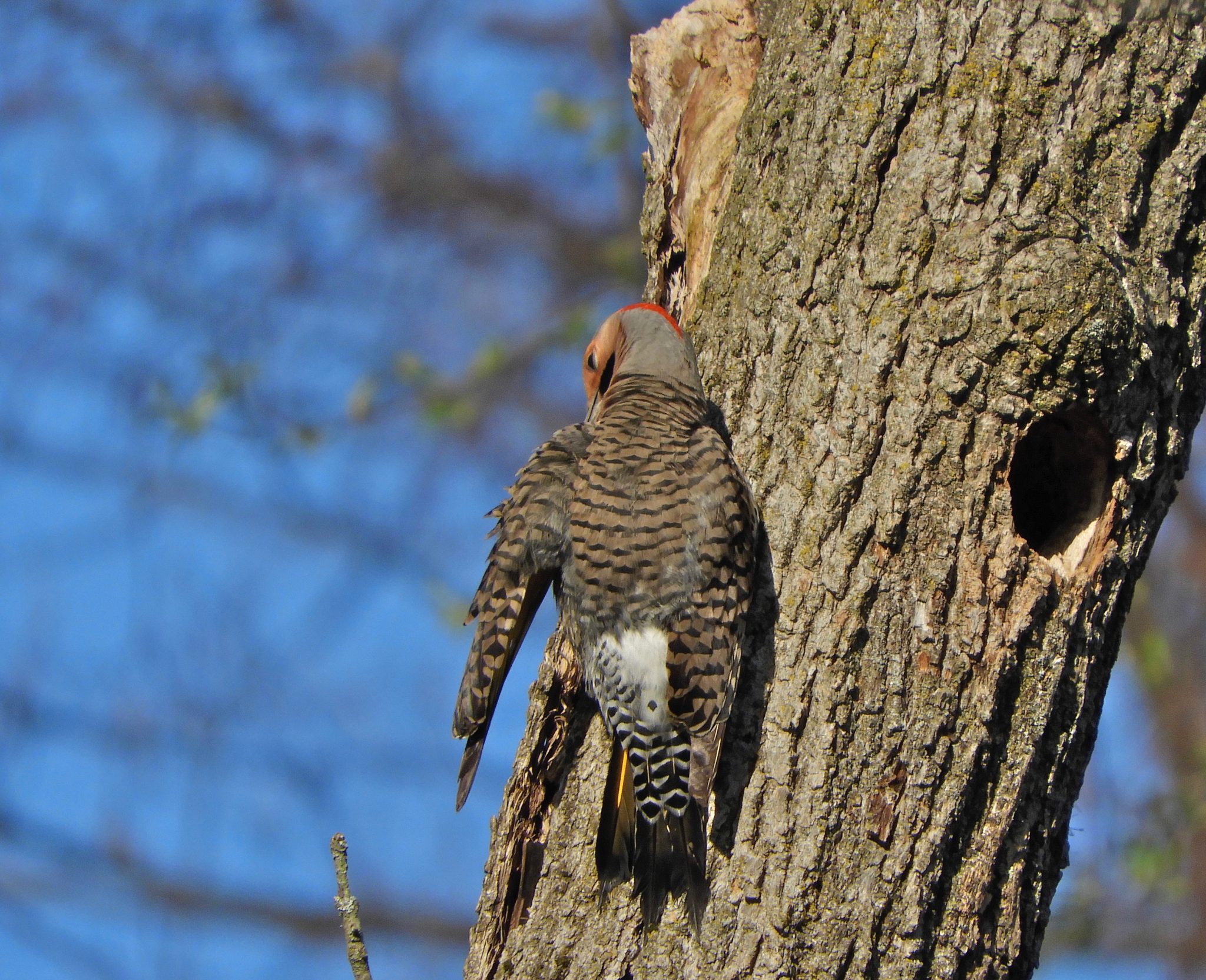 My Bird of the Day – Ontario Birds, Ontario Birding and my best bird of ...