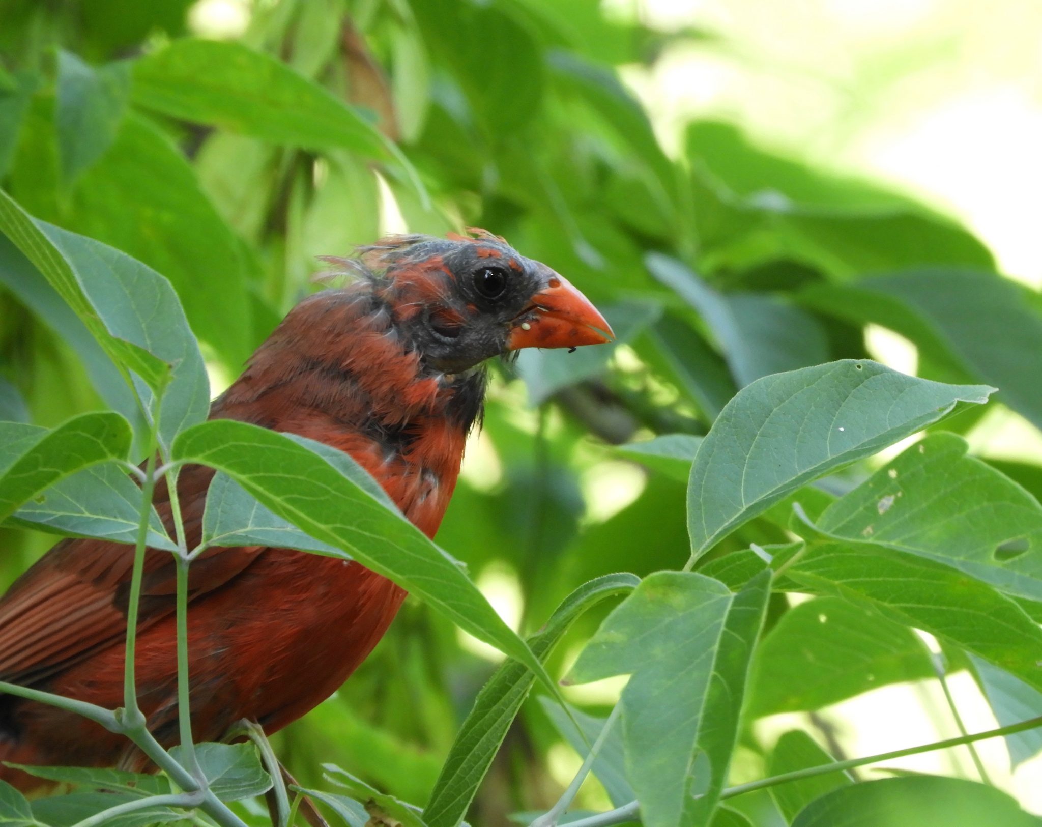 My Bird of the Day – Ontario Birds, Ontario Birding and my best bird of ...