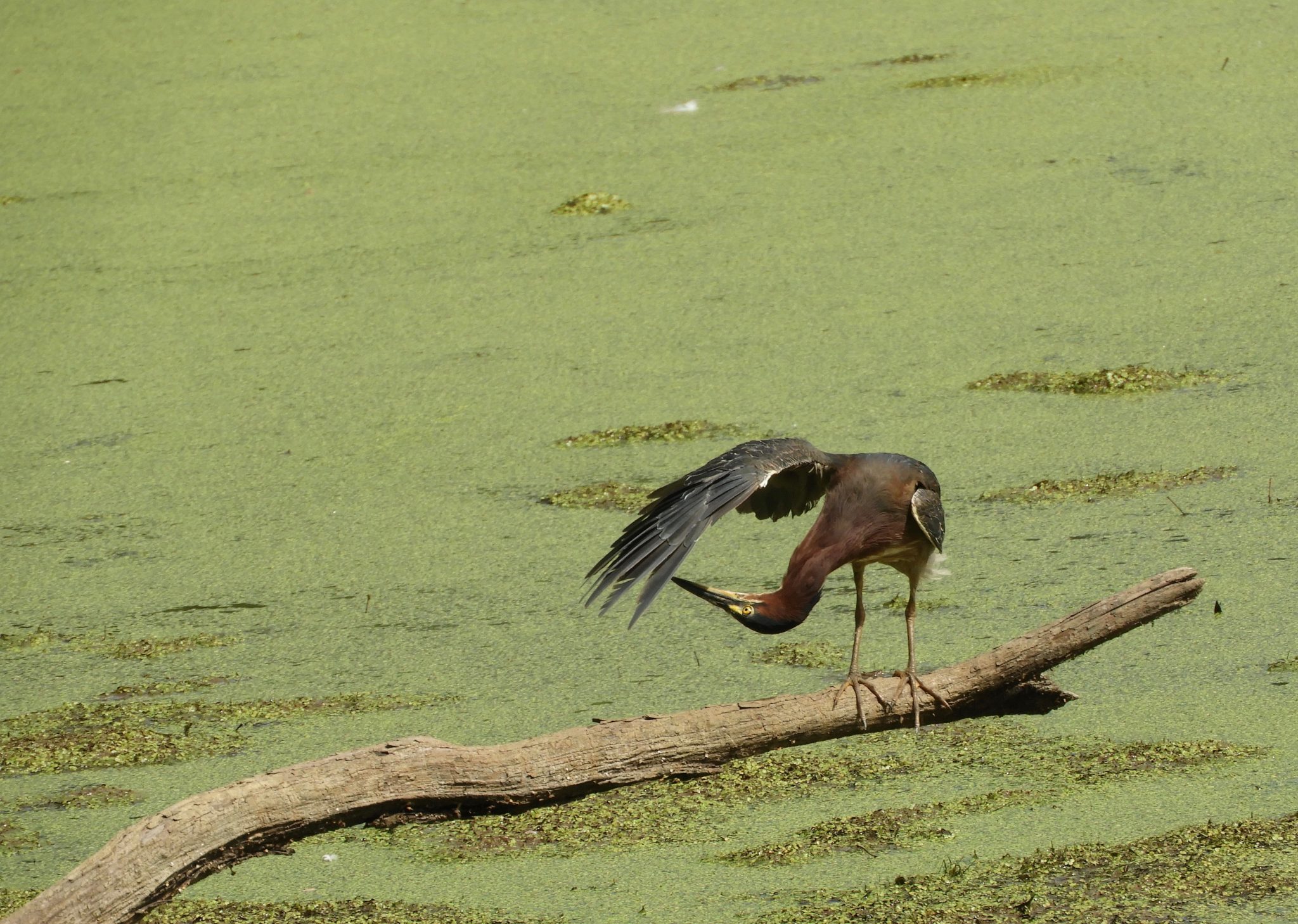 My Bird of the Day – Ontario Birds, Ontario Birding and my best bird of ...