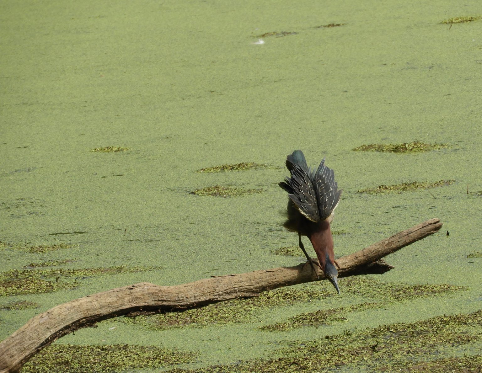 My Bird of the Day – Ontario Birds, Ontario Birding and my best bird of ...