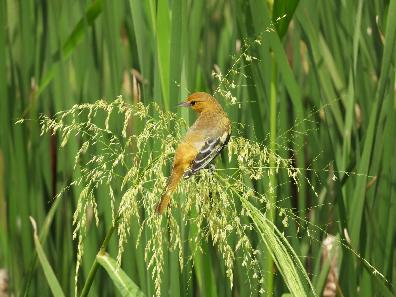 My Bird of the Day – Ontario Birds, Ontario Birding and my best bird of ...