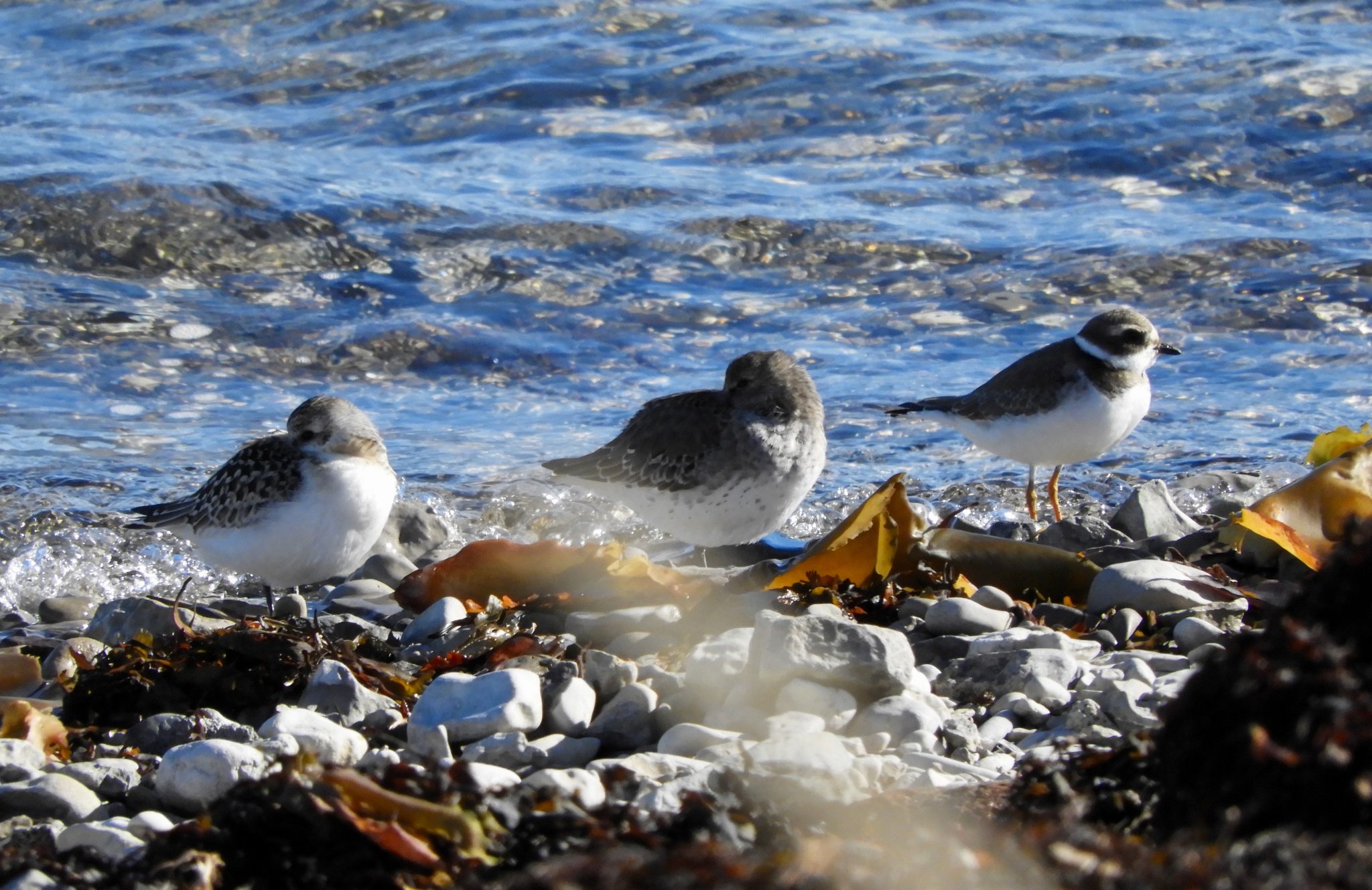 My Bird of the Day – Ontario Birds, Ontario Birding and my best bird of ...
