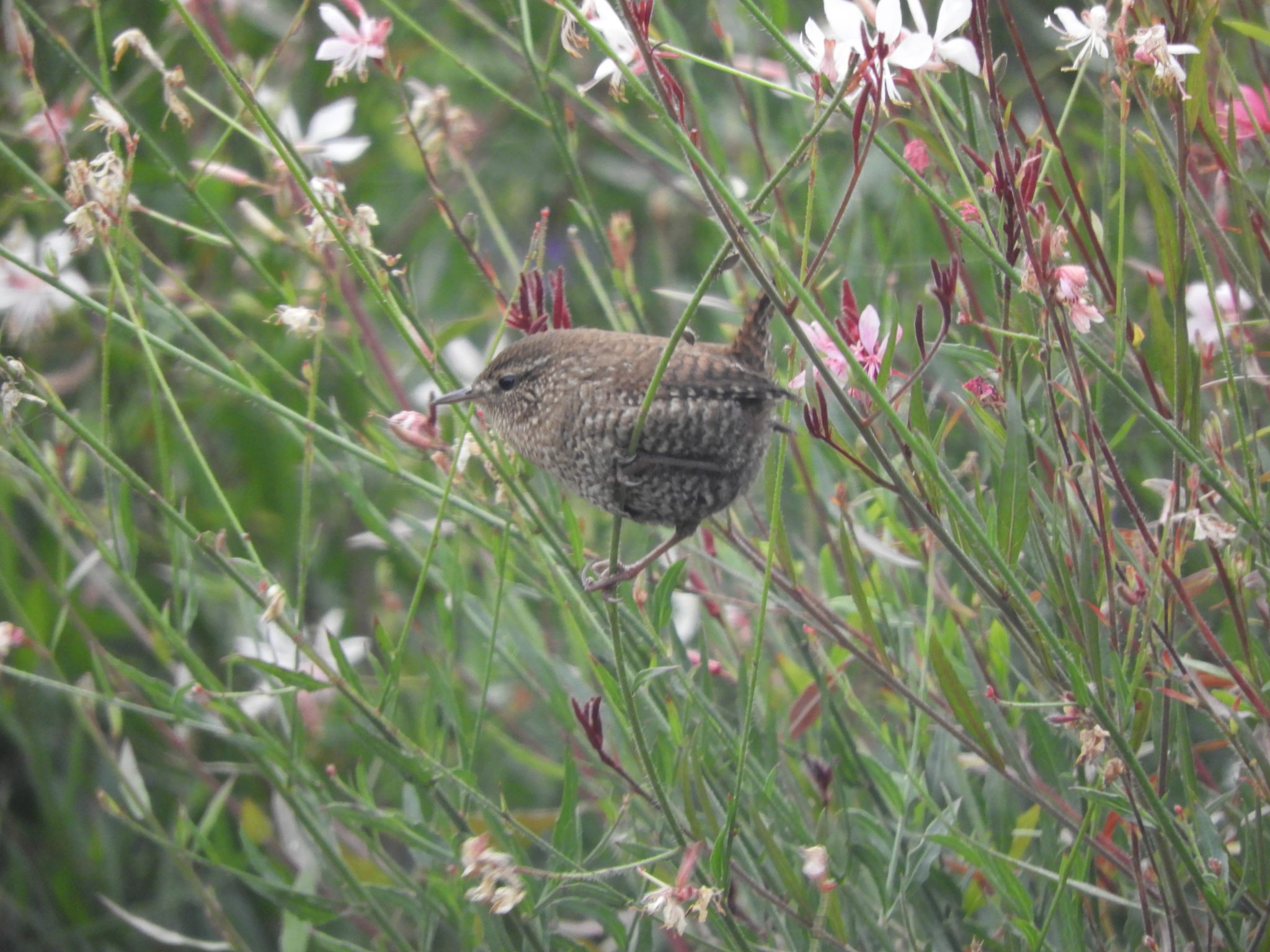 My Bird of the Day – Ontario Birds, Ontario Birding and my best bird of ...