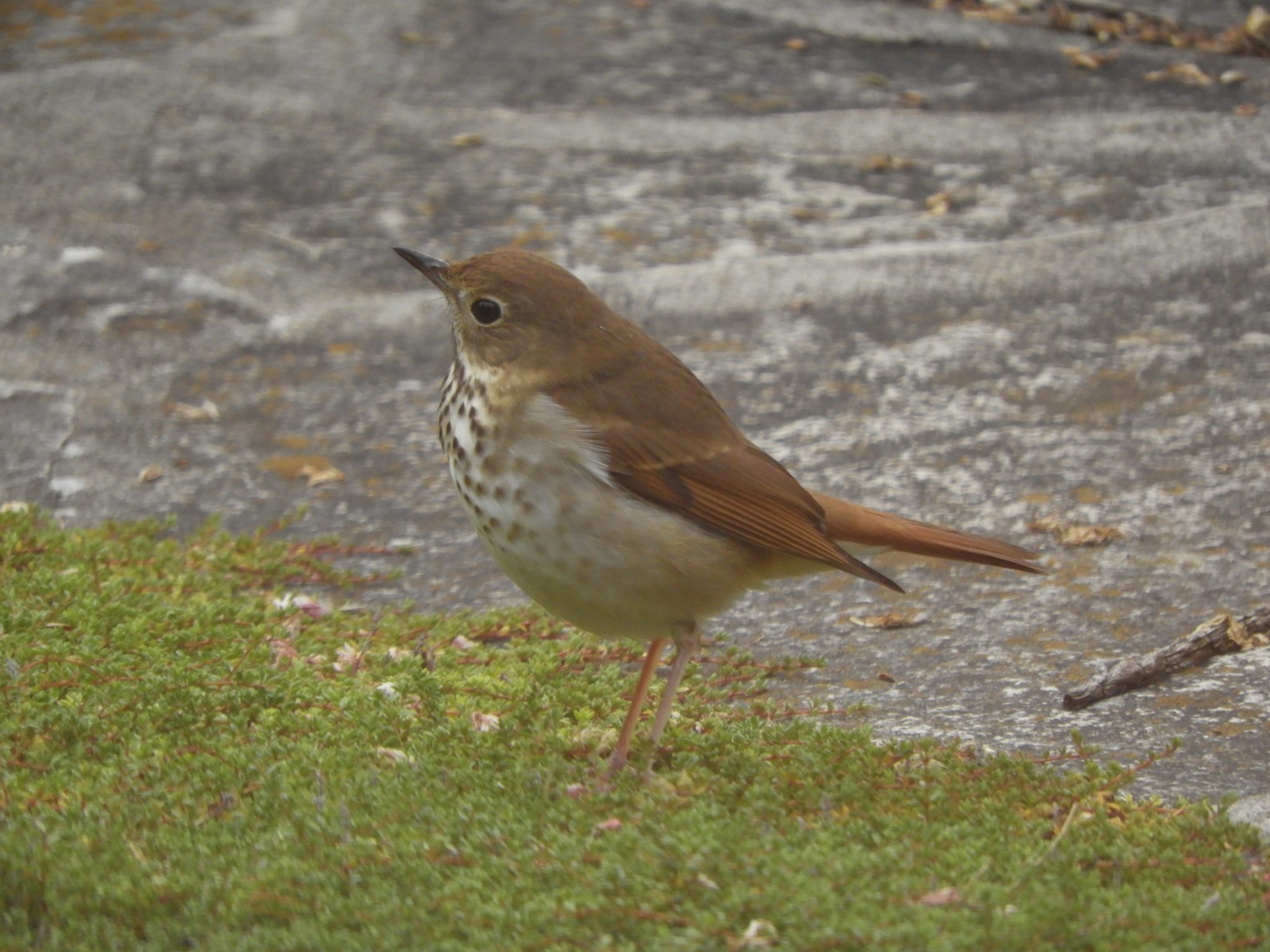 My Bird of the Day – Ontario Birds, Ontario Birding and my best bird of ...