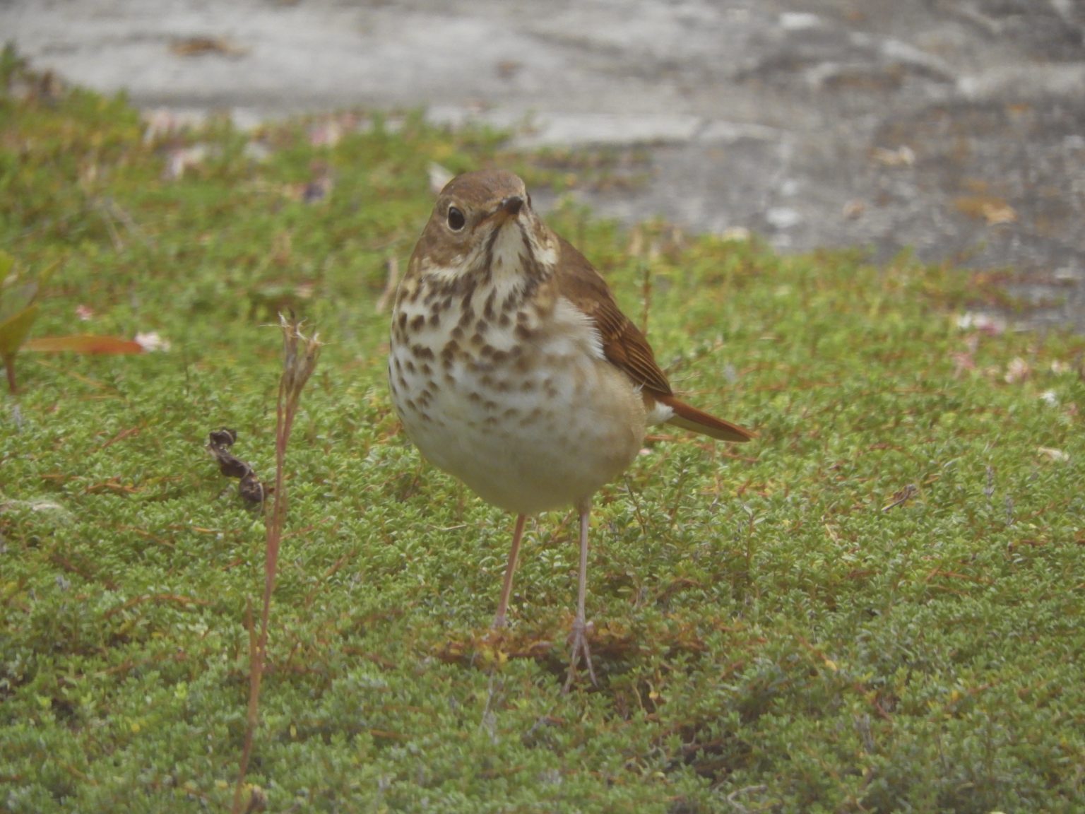 My Bird of the Day – Ontario Birds, Ontario Birding and my best bird of ...