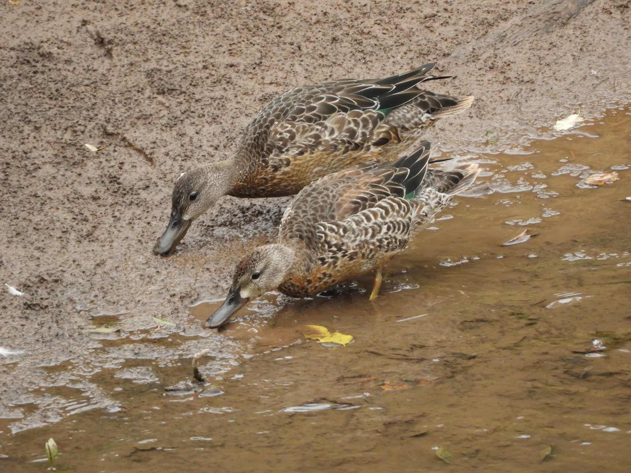 My Bird of the Day – Ontario Birds, Ontario Birding and my best bird of ...