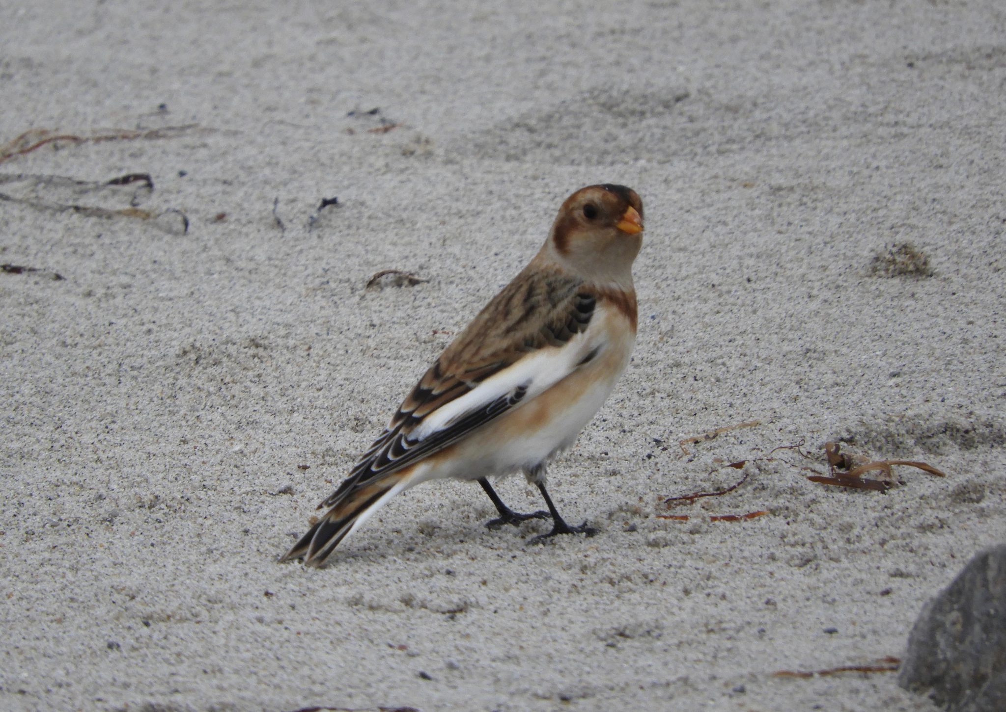 My Bird of the Day – Ontario Birds, Ontario Birding and my best bird of ...