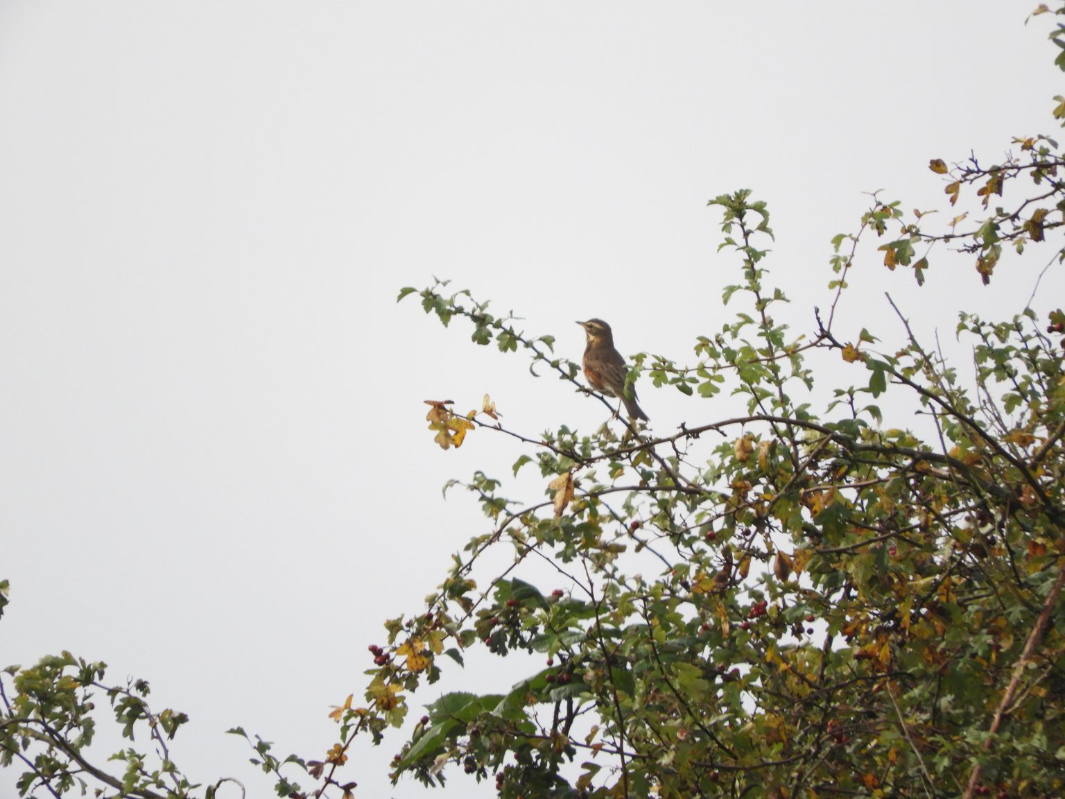 My Bird of the Day – Ontario Birds, Ontario Birding and my best bird of ...