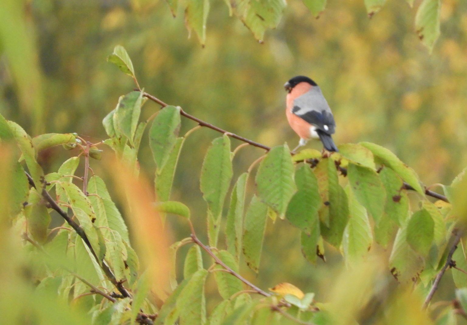 My Bird of the Day – Ontario Birds, Ontario Birding and my best bird of ...