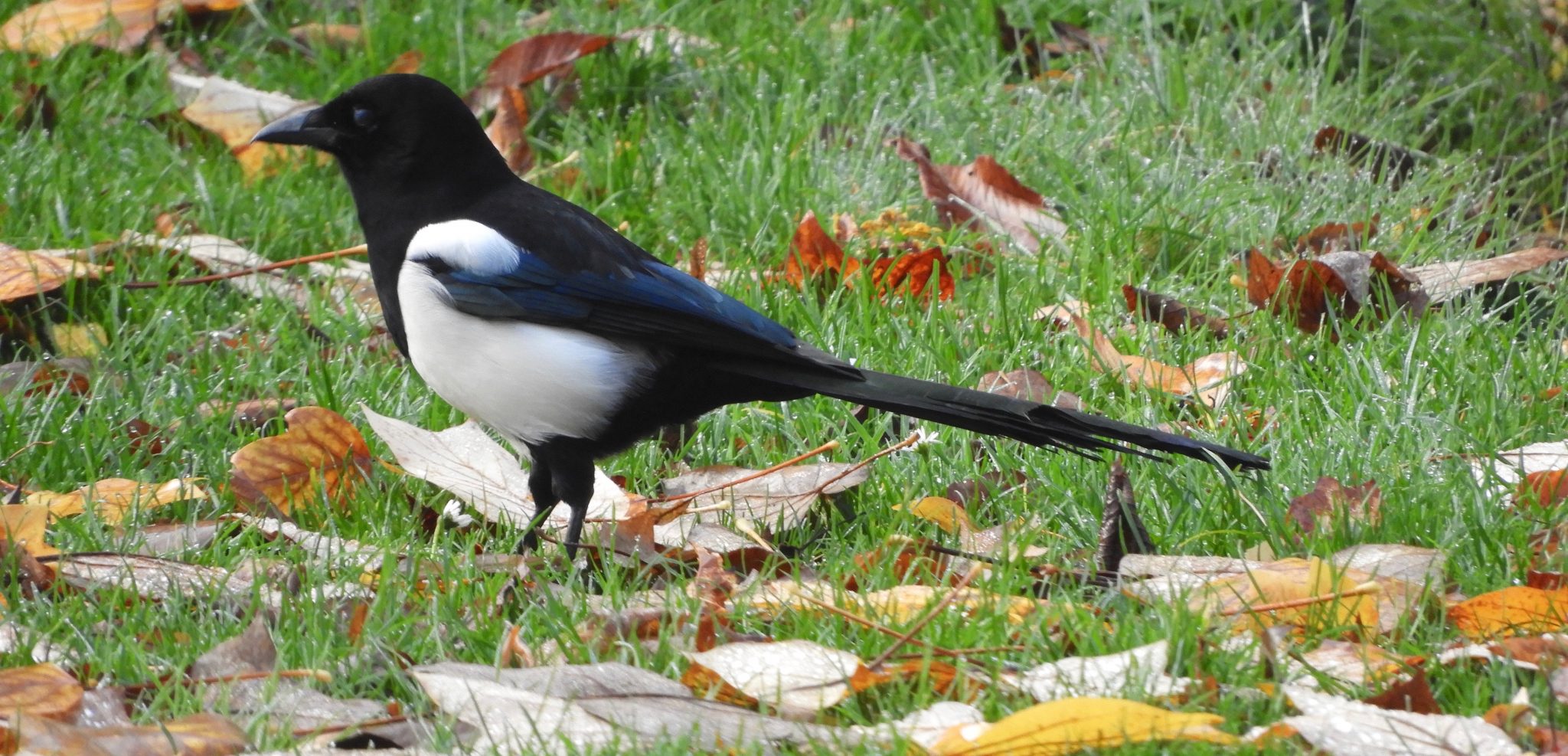 My Bird of the Day – Ontario Birds, Ontario Birding and my best bird of ...