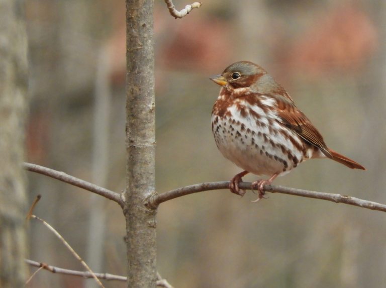 My Bird of the Day – Ontario Birds, Ontario Birding and my best bird of ...