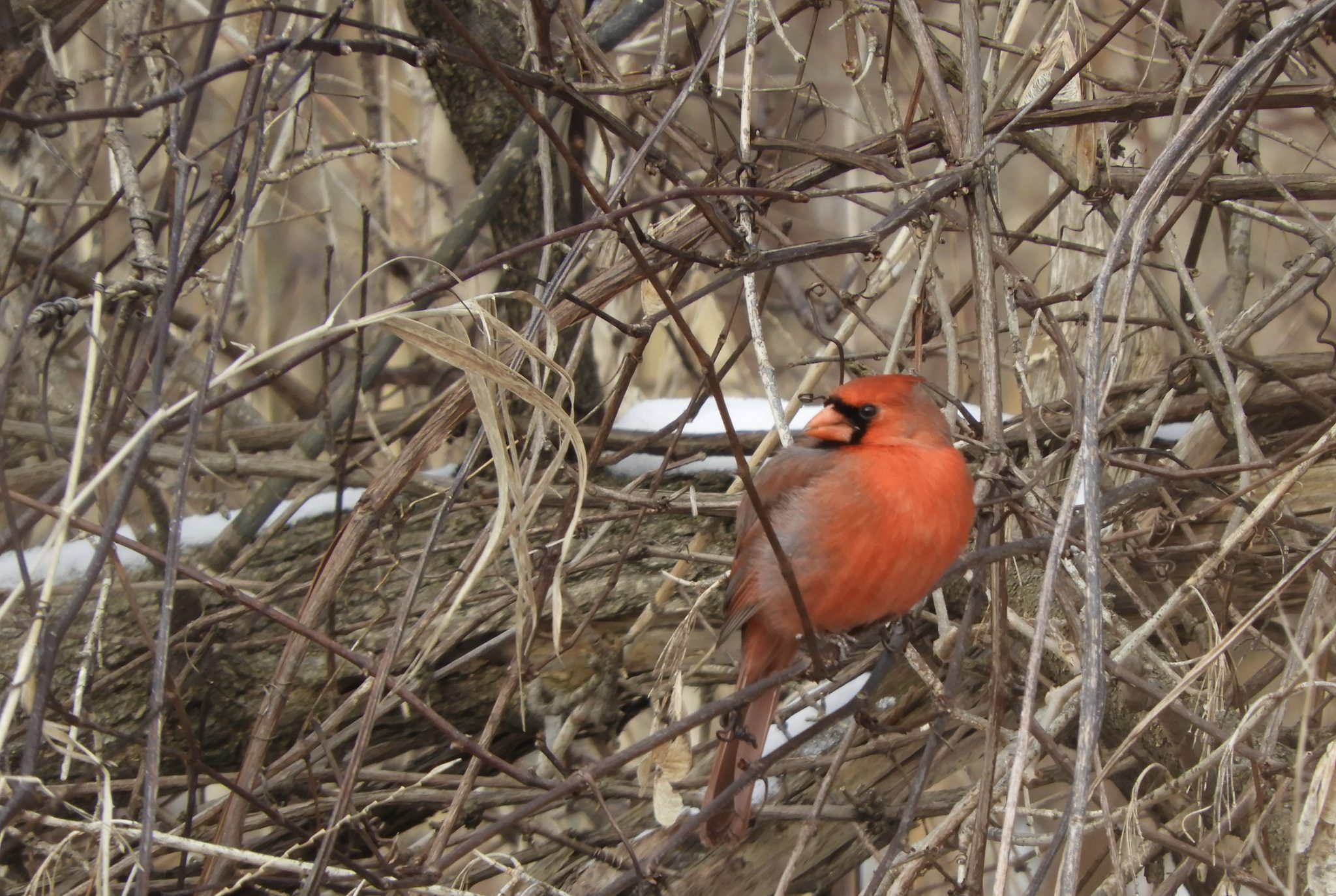 My Bird of the Day – Ontario Birds, Ontario Birding and my best bird of ...