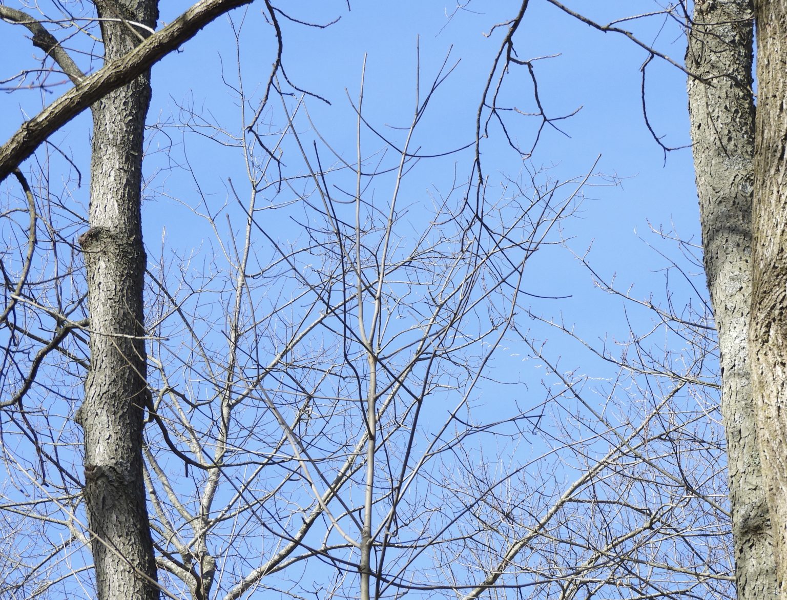 My Bird of the Day – Ontario Birds, Ontario Birding and my best bird of ...
