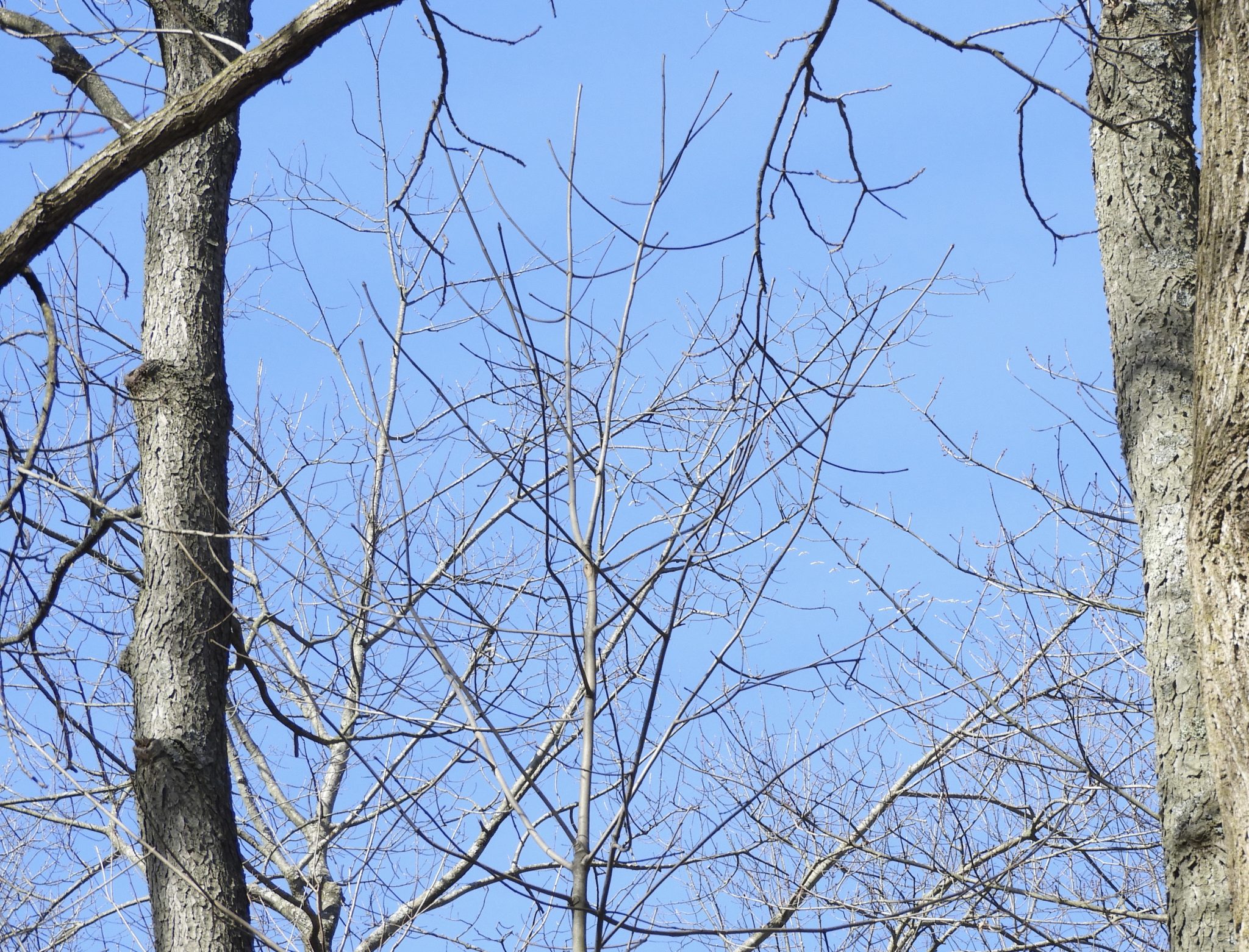 My Bird of the Day – Ontario Birds, Ontario Birding and my best bird of ...