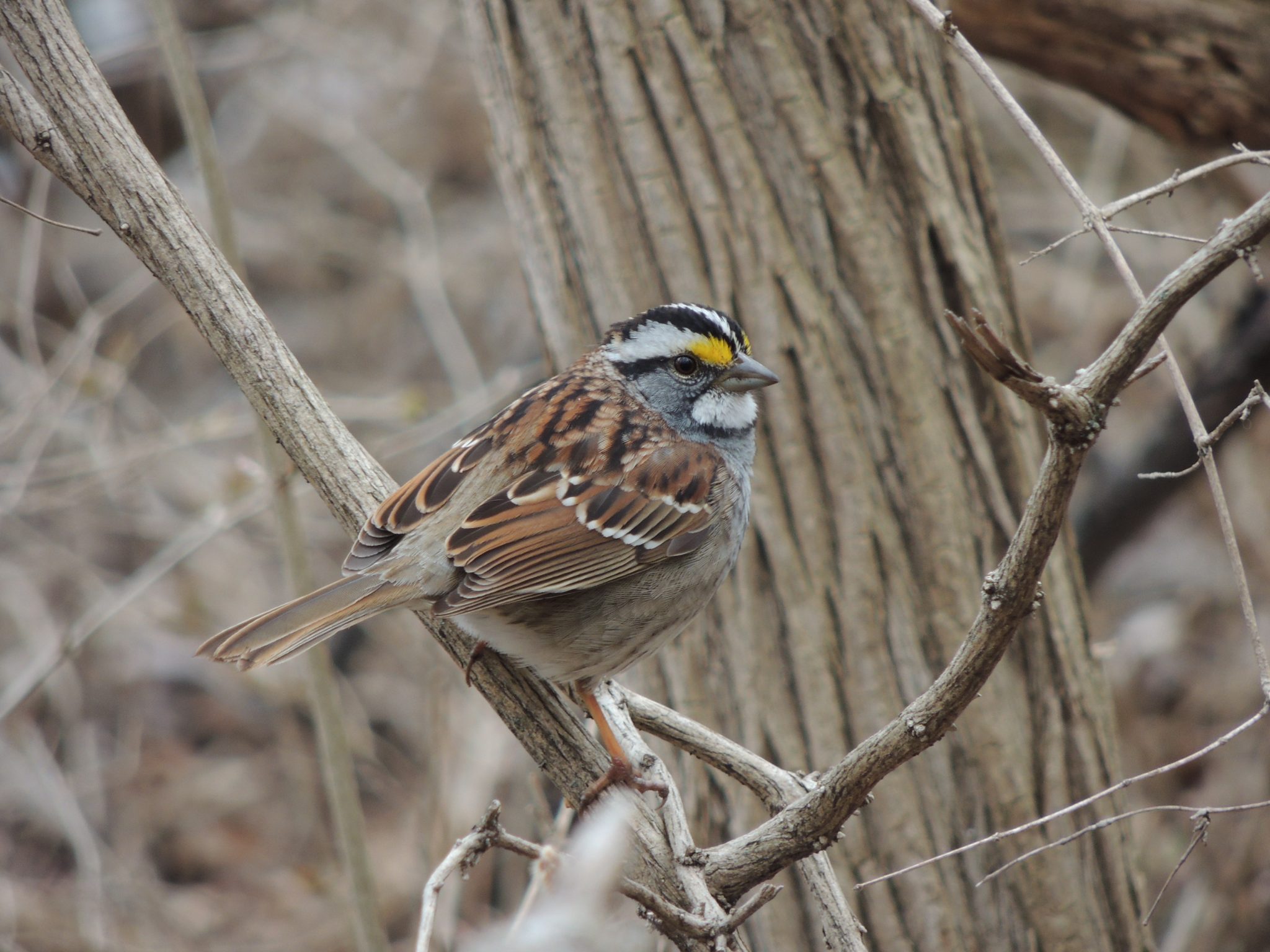 My Bird of the Day – Ontario Birds, Ontario Birding and my best bird of ...