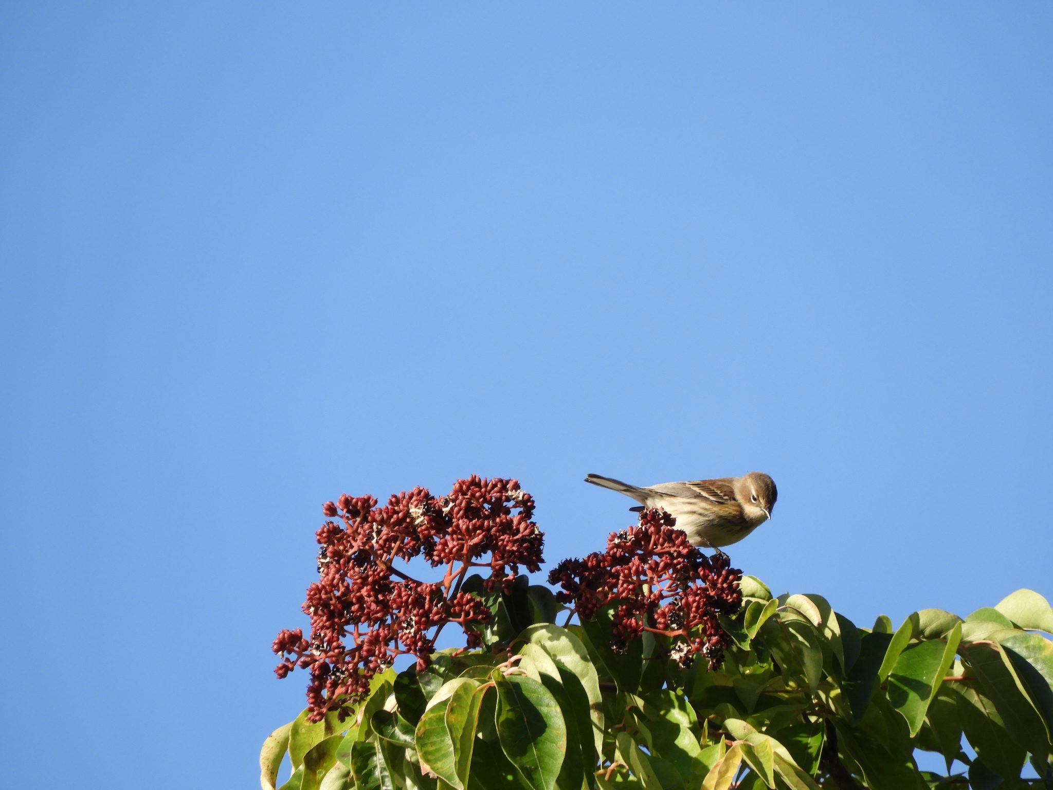 My Bird of the Day – Ontario Birds, Ontario Birding and my best bird of ...