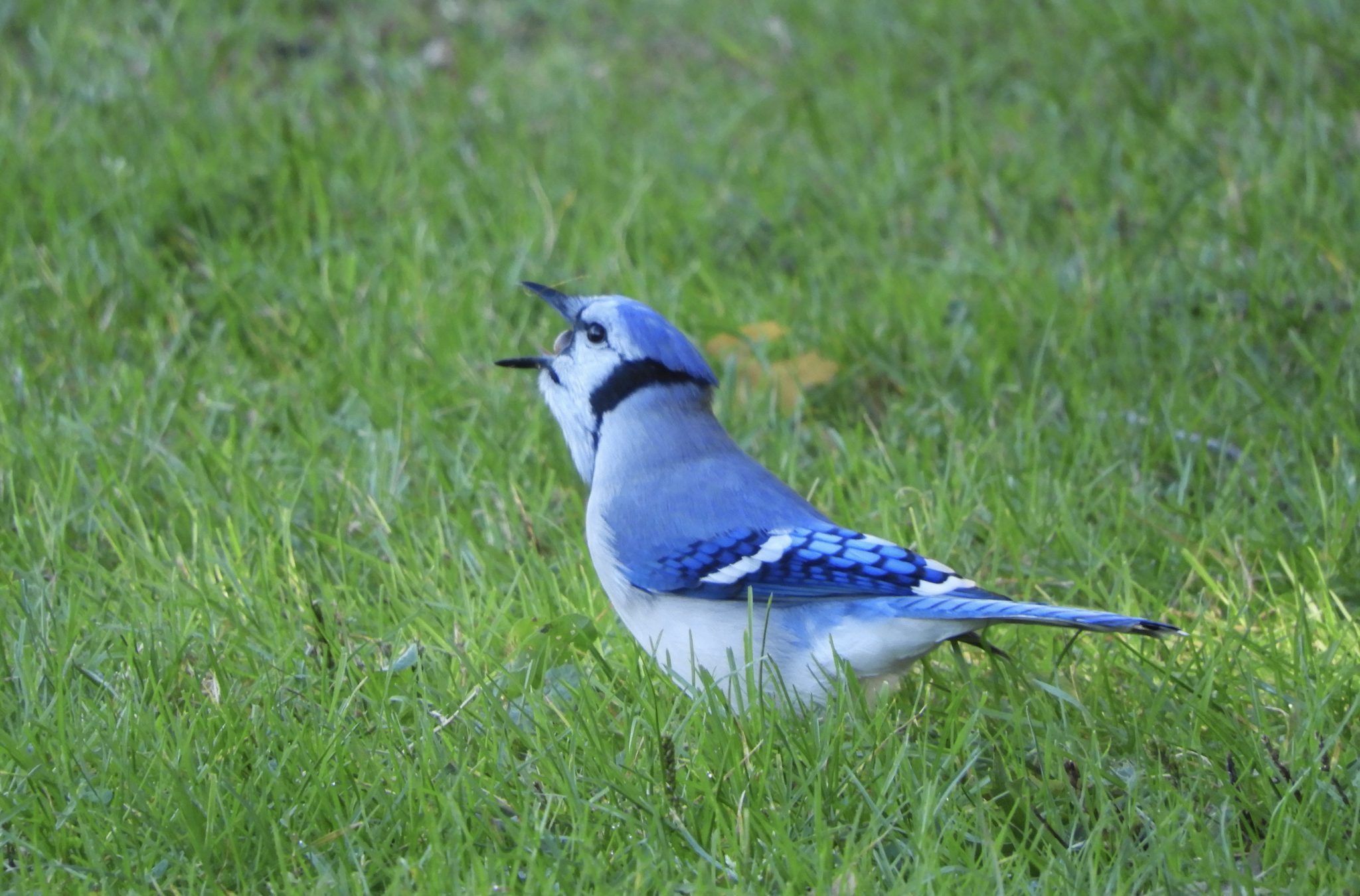 My Bird of the Day – Ontario Birds, Ontario Birding and my best bird of ...