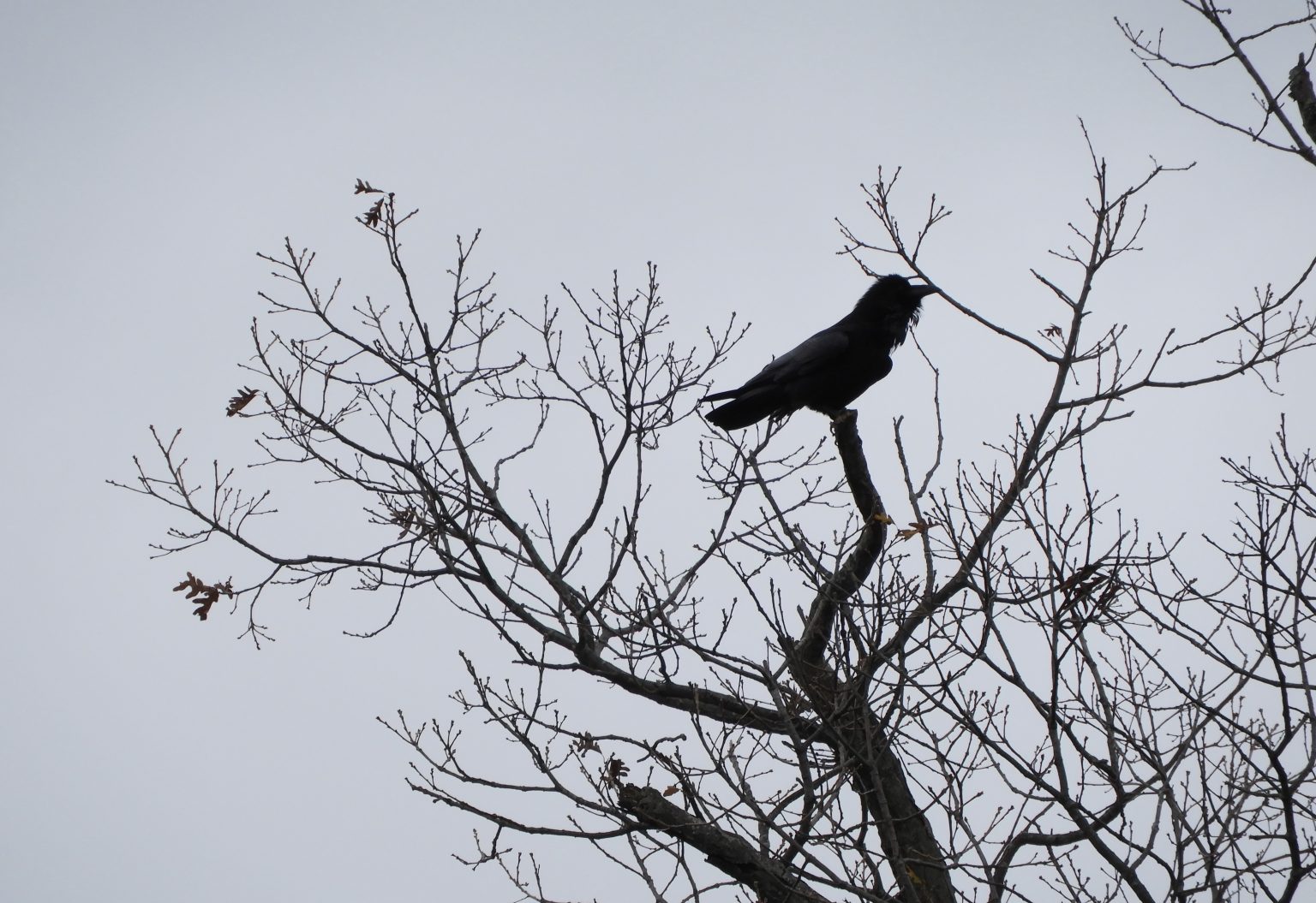 My Bird of the Day – Ontario Birds, Ontario Birding and my best bird of ...