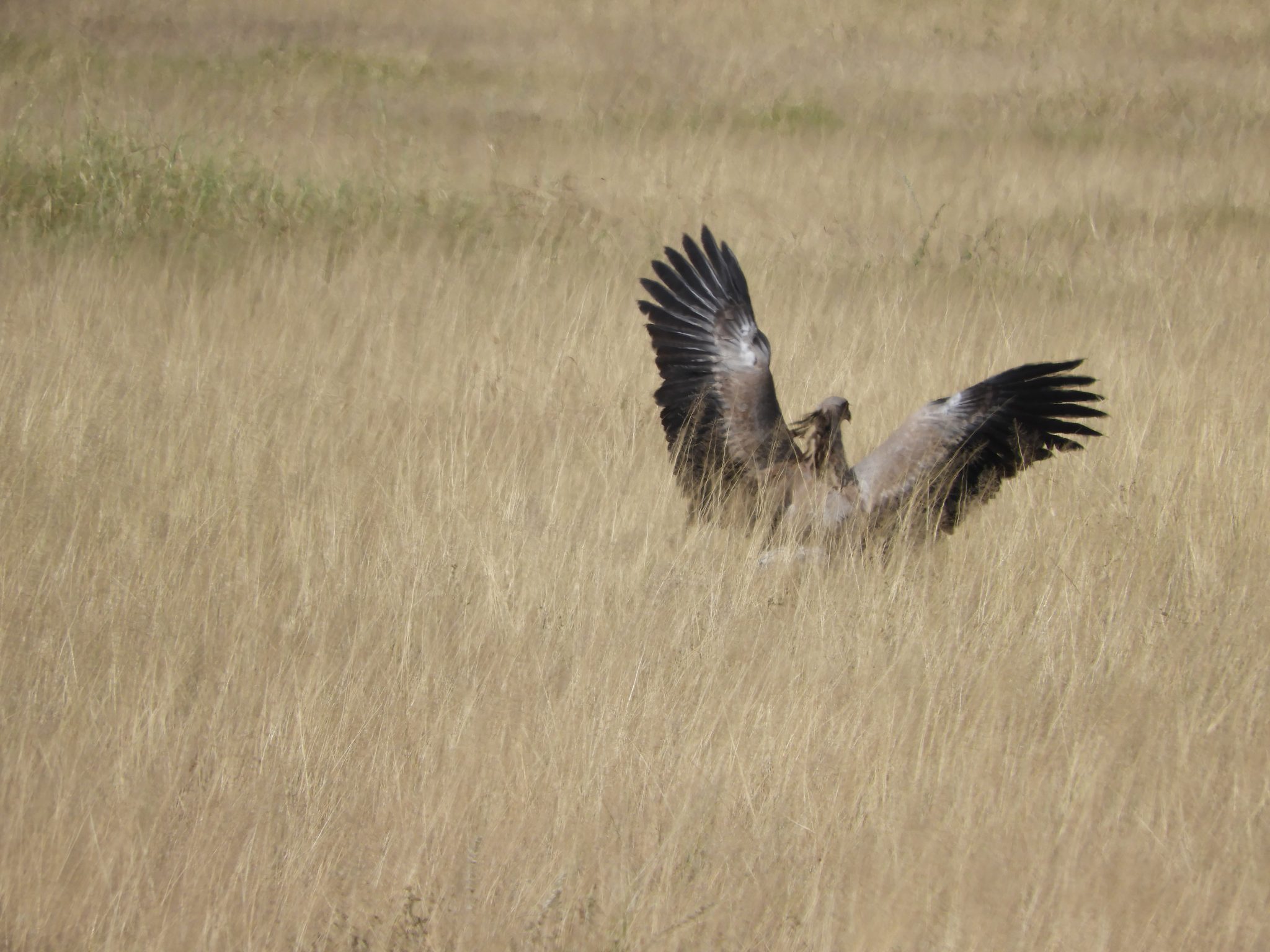 My Bird of the Day – Ontario Birds, Ontario Birding and my best bird of ...